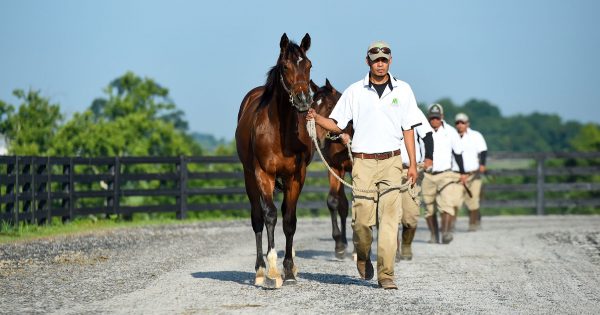 Meet the Team | Cheyenne Stables